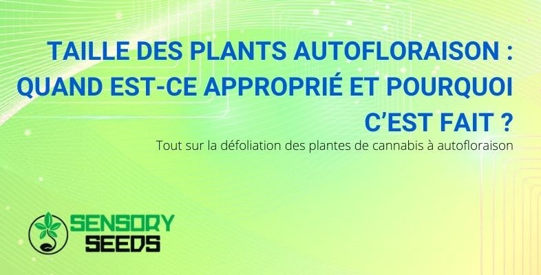 La défoliation des plantes à autofloraison | Sensory Seeds