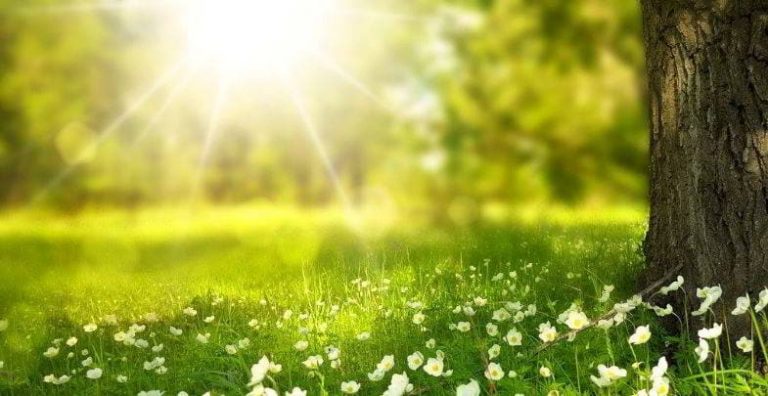 Qu'est-ce que la photopériode des plantes?